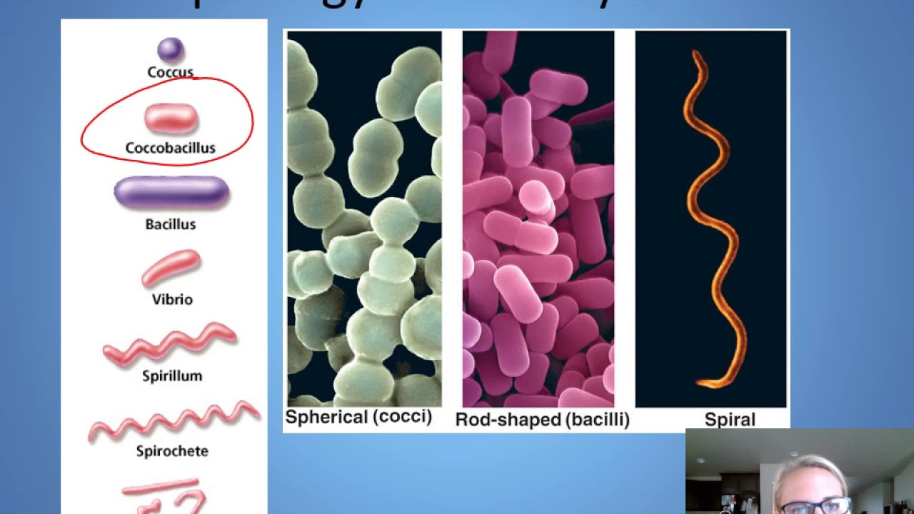 Chapter 11: Cell Morphology and Arrangements - YouTube