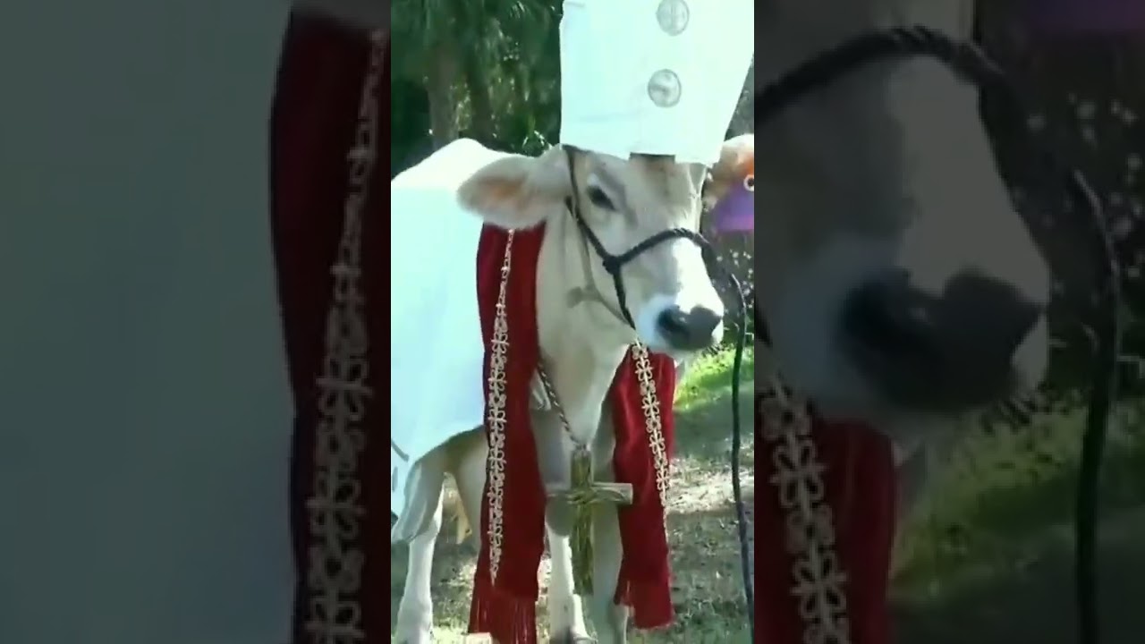Holy Cow Meme (Tiktok) - YouTube