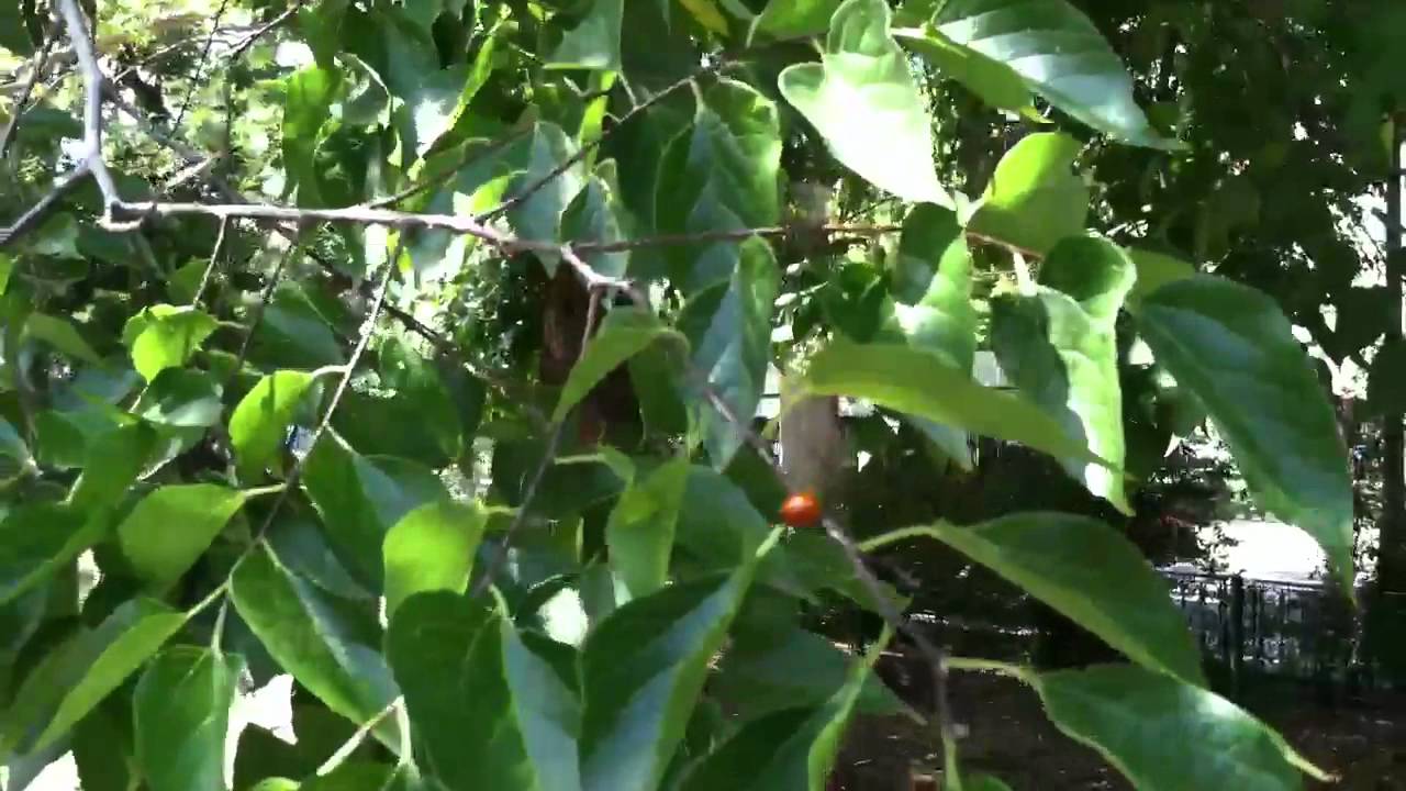 Katica Bogár - YouTube