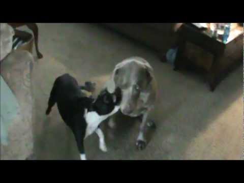 My best friend jinx roxxie - YouTube