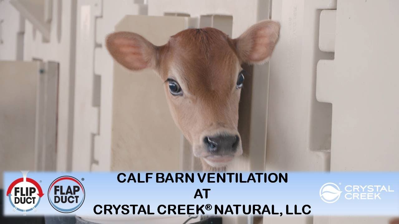 CALF BARN VENTILATION at Crystal Creek® - YouTube