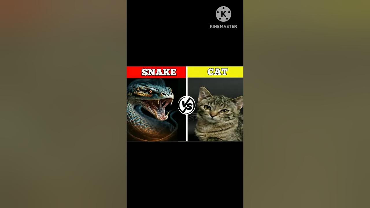 Snake vs Cat ...Who Will Win...#shorts - YouTube