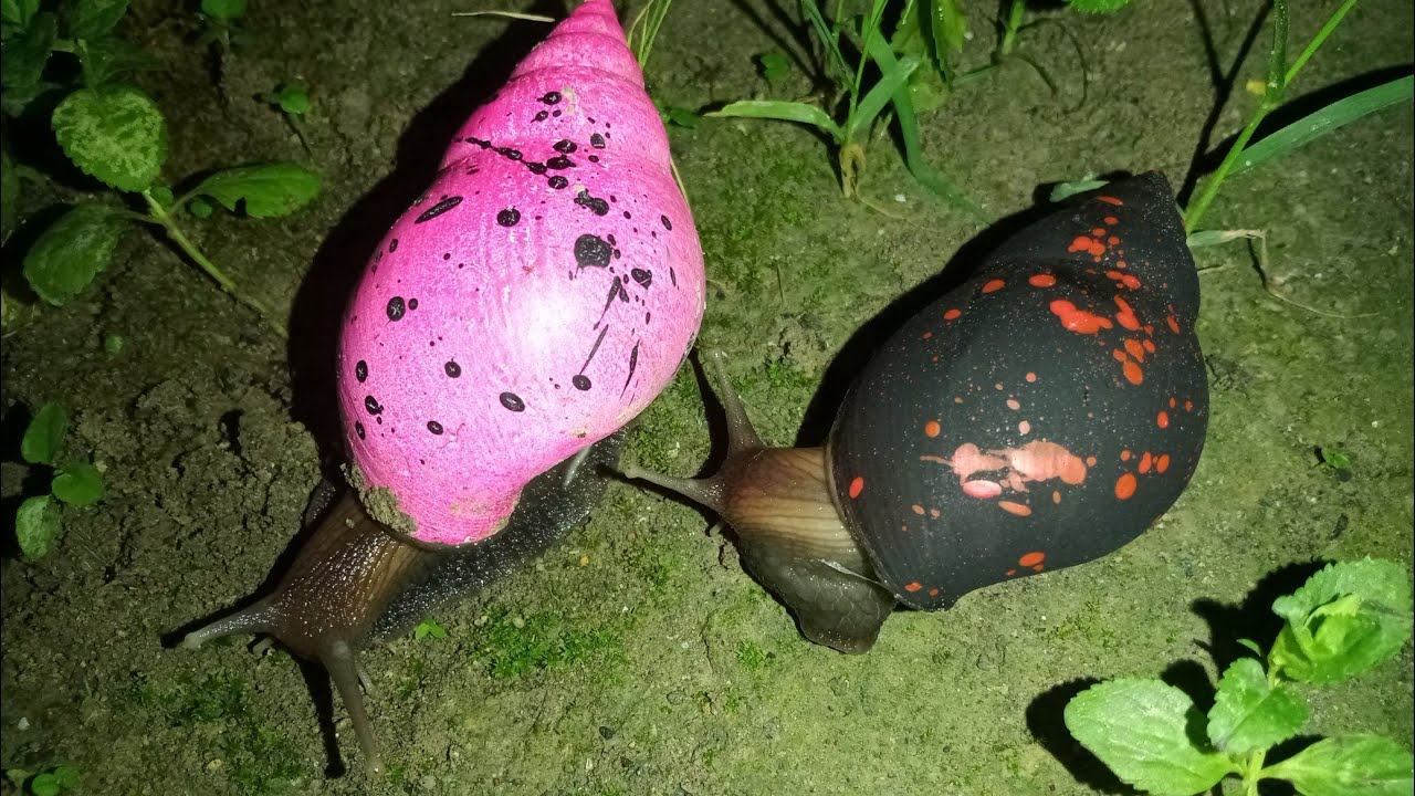Siput hias hitam motif,pink motif,siput tiktok,siput bunga - YouTube