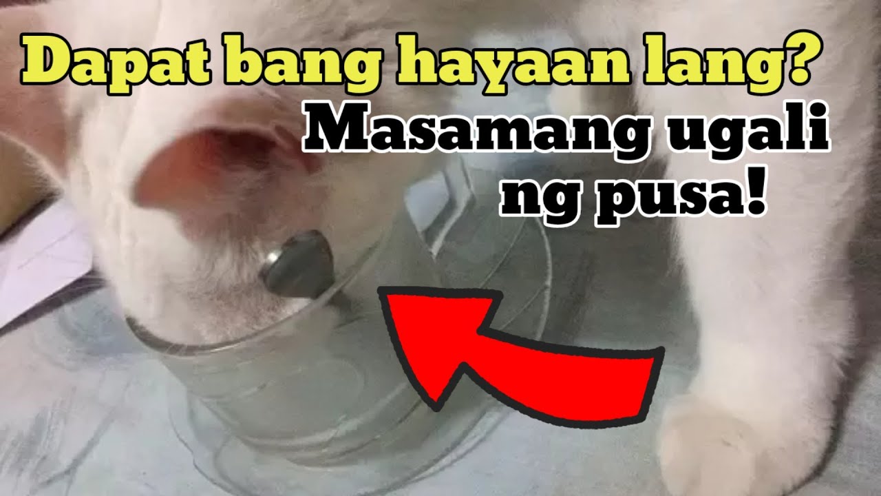 DAPAT NGA BANG HAYAANG UMINOM ANG PUSA SA BASO MO? - YouTube