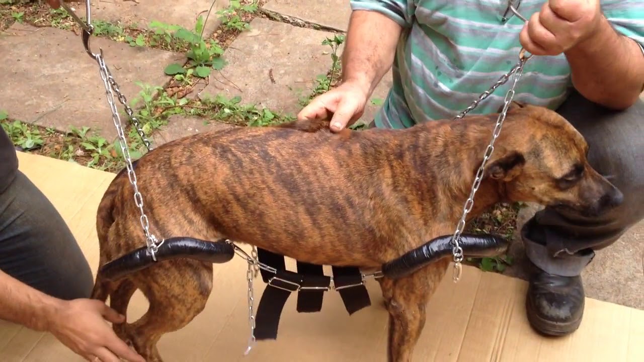 Cadeira de rodas para cachorro D4 (4 Membros) Vetcar - YouTube