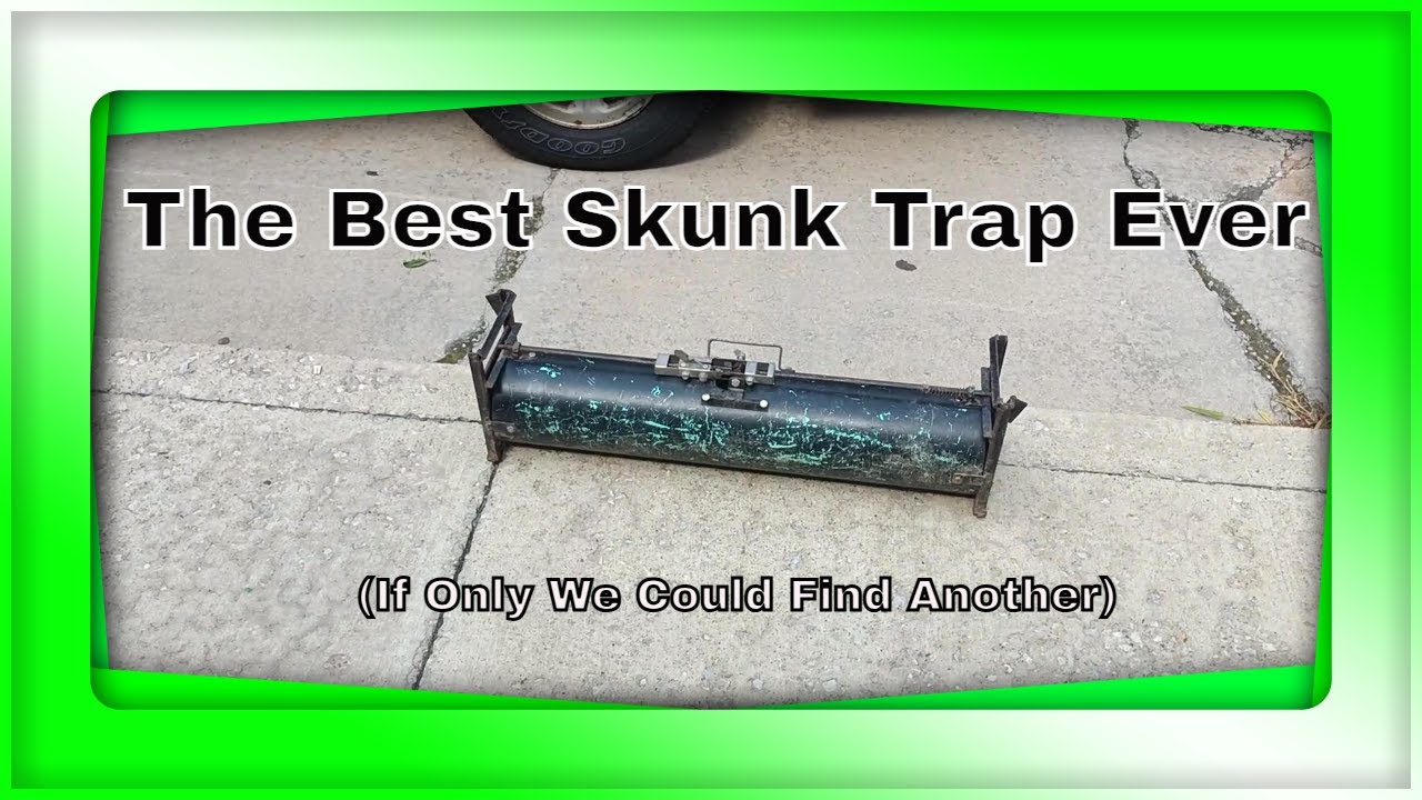 The Best Skunk Trap Ever | Wish We Had More - YouTube
