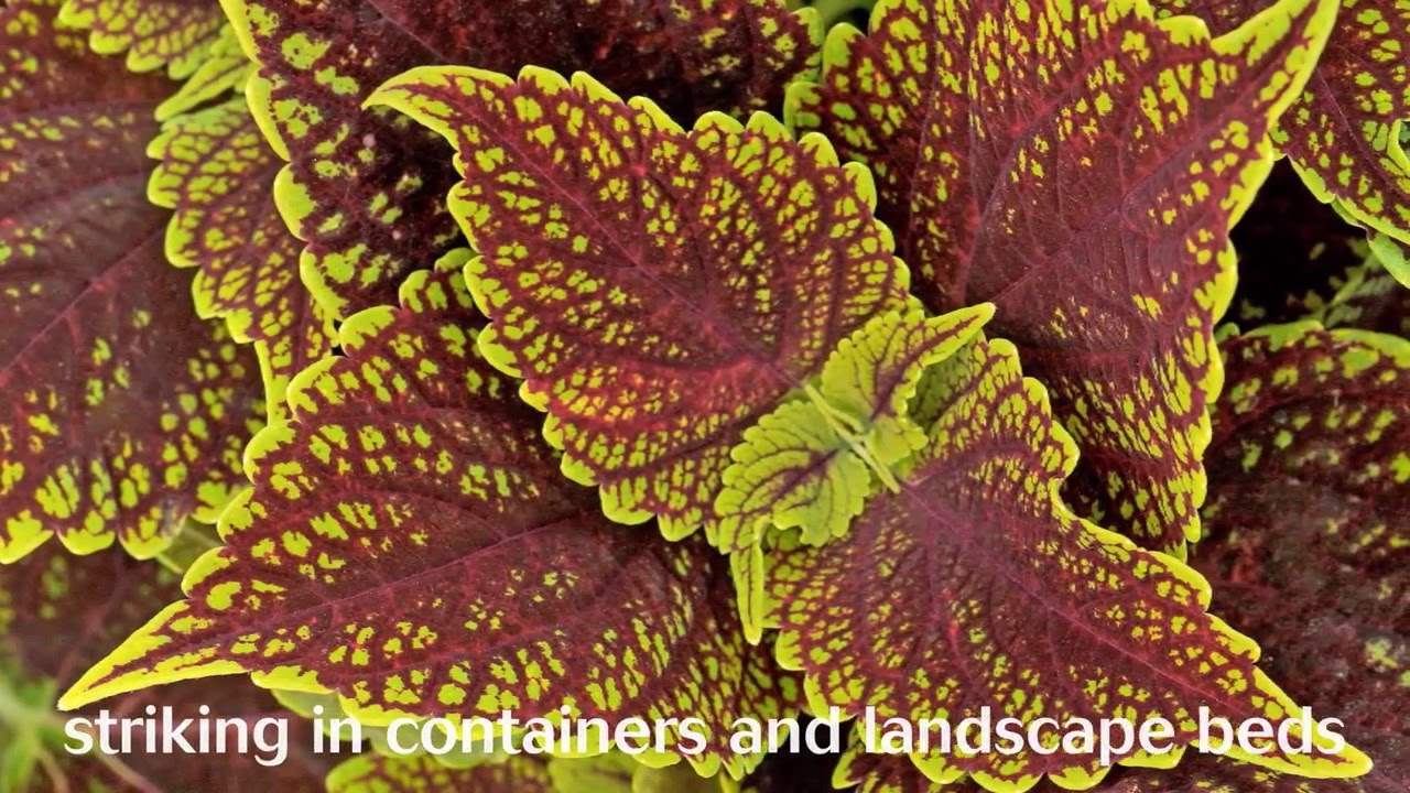 Coleus Collection - All About Color - YouTube