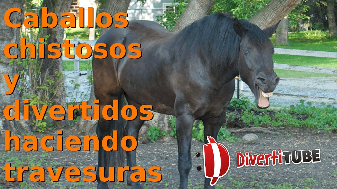 Caballos chistosos y divertidos haciendo travesuras - YouTube