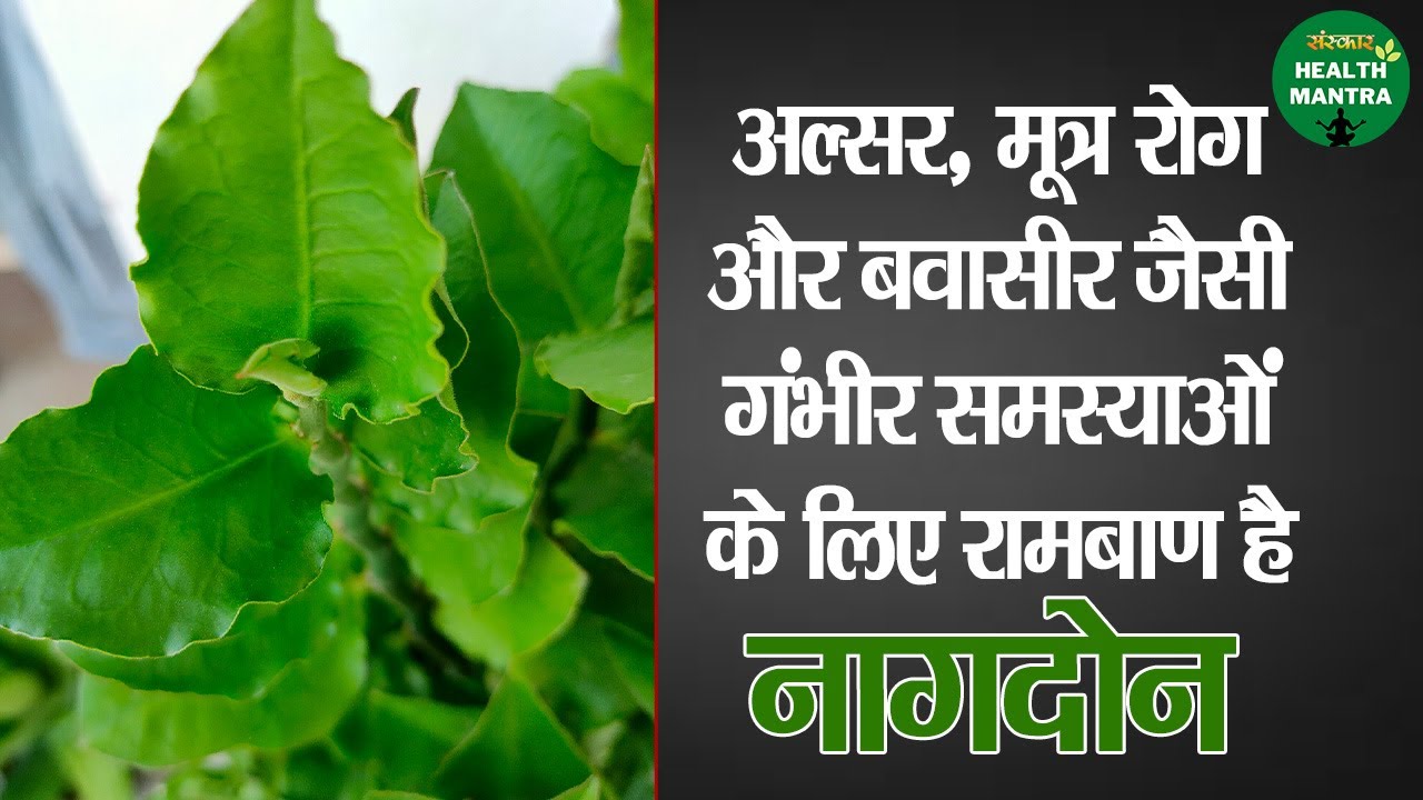 अल्सर, मूत्र रोग और बवासीर जैसी गंभीर समस्याओं के लिए रामबाण है नागदोन ...