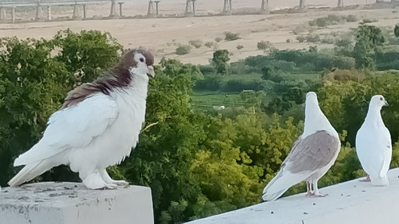 Siraji pigeon breed fancy pigeon white red black pigeon & pigeon flying ...