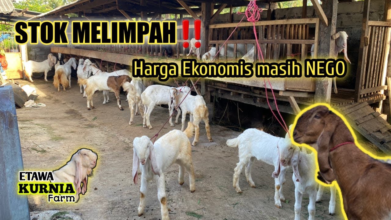 STOK KAMBING MELIMPAH‼️ harga ekonomis masih NEGO || etawa senduro & PE ...