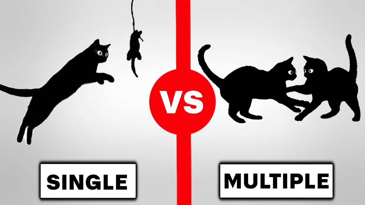 SINGLE vs MULTIPLE CATS: When You Should (& Shouldn't) Add One? - YouTube