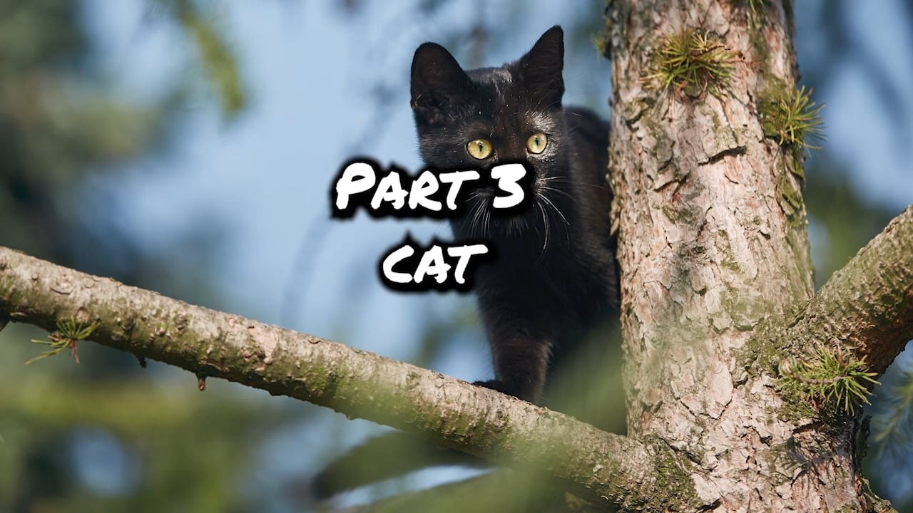 Learn the Cat Section of The Animals Dance! 🐱 - YouTube