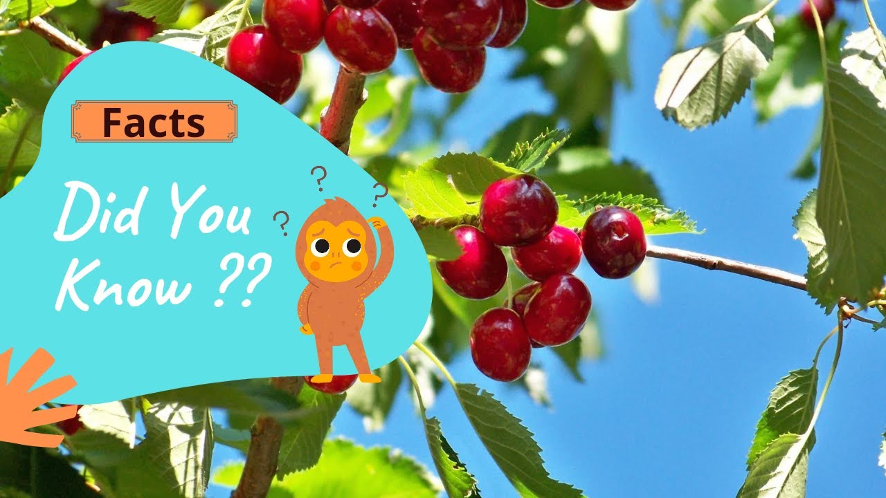 CHERRY || FACT ABOUT CHERRY || CHERRY FACTS FOR KIDS || - YouTube