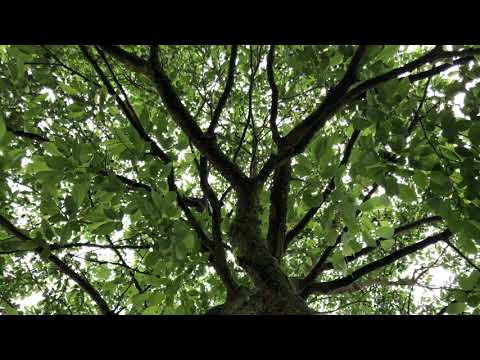 One-leaved alder - canopy - June 2021