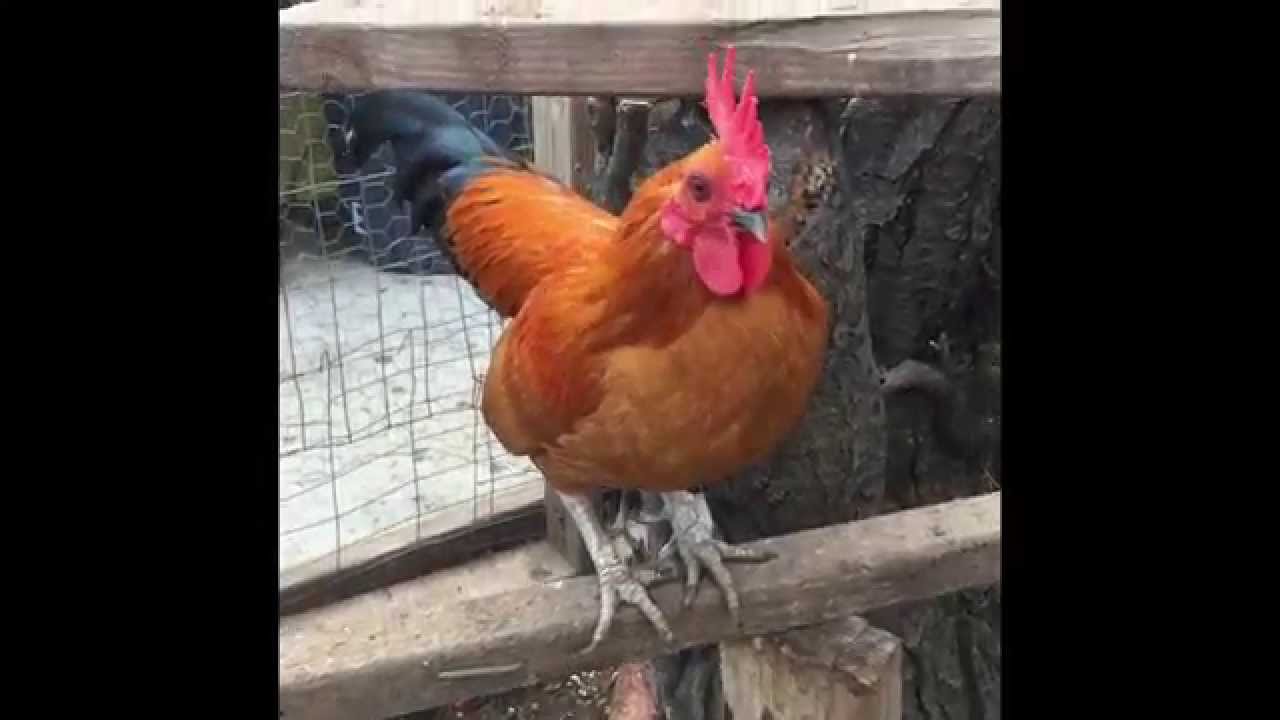 Chickens having fun - YouTube