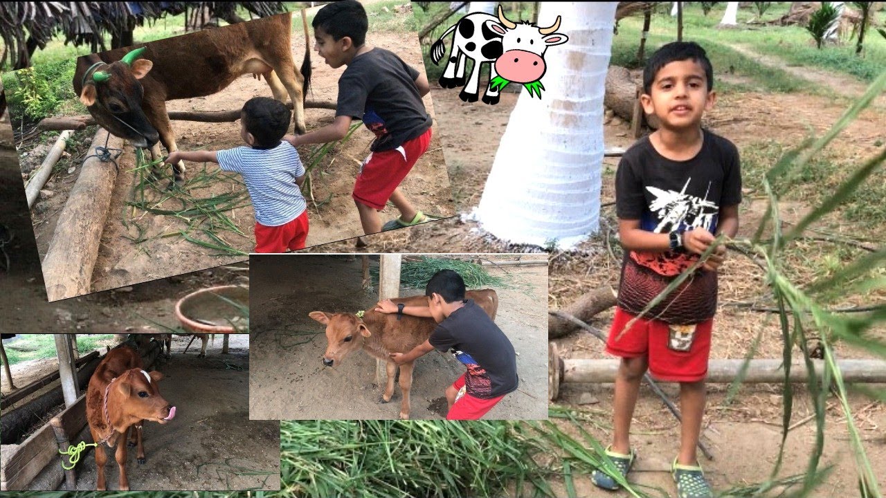 Kids feeding the cow | kids playing with the calf - YouTube
