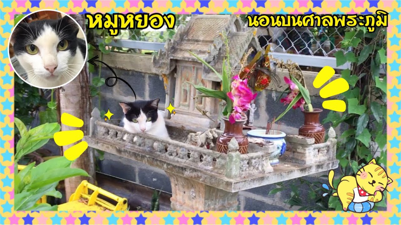 CAT || หมูหยองนอนบนศาลพระภูมิ || Aui & Cat - YouTube