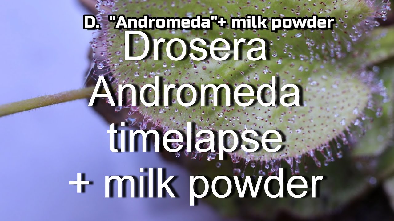 Sundew- Drosera X Andromeda gets milk timelapse/Sonnentau D.Andromeda mit Milch - YouTube