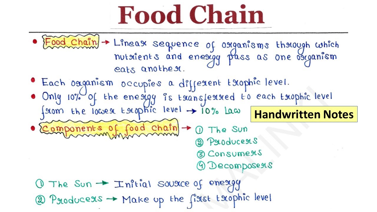 Food Chain | Components | Types | Grazing | Detritus | Handwritten ...