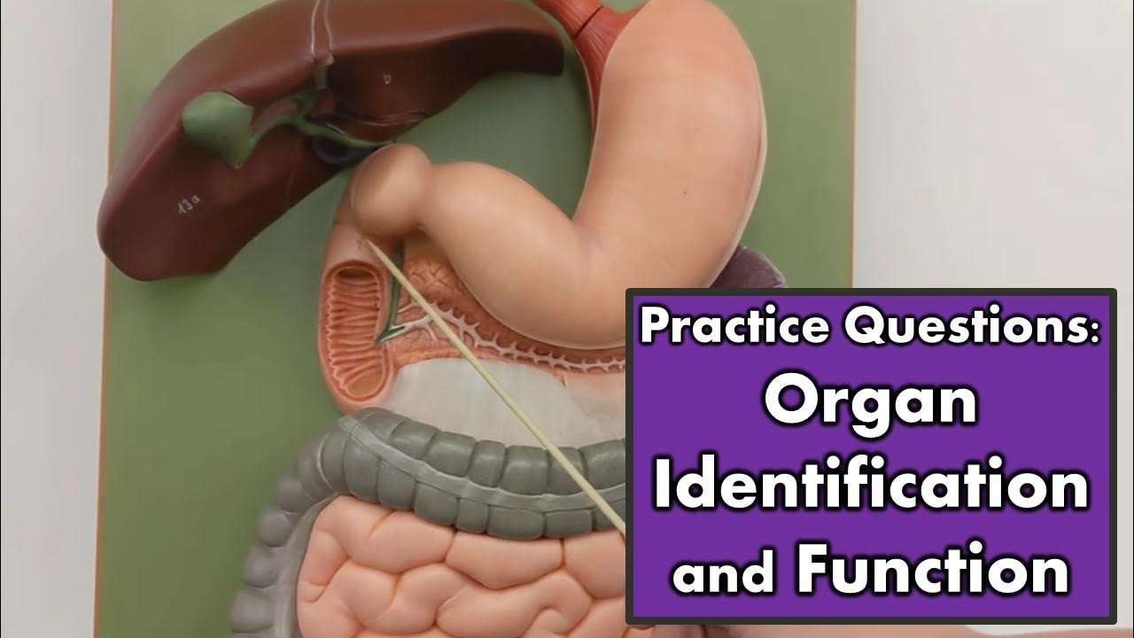 Organ Identification and Functions | Review and Practice - YouTube