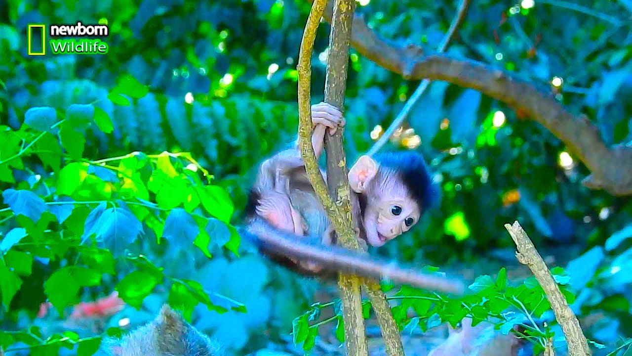 Very pretty of baby wildlife, cutest a baby Vevo is trying to walk ...