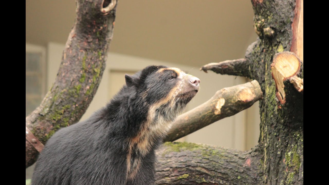 Brilbeer Oberon / Spectacled bear Oberon ZOO Antwerpen - YouTube
