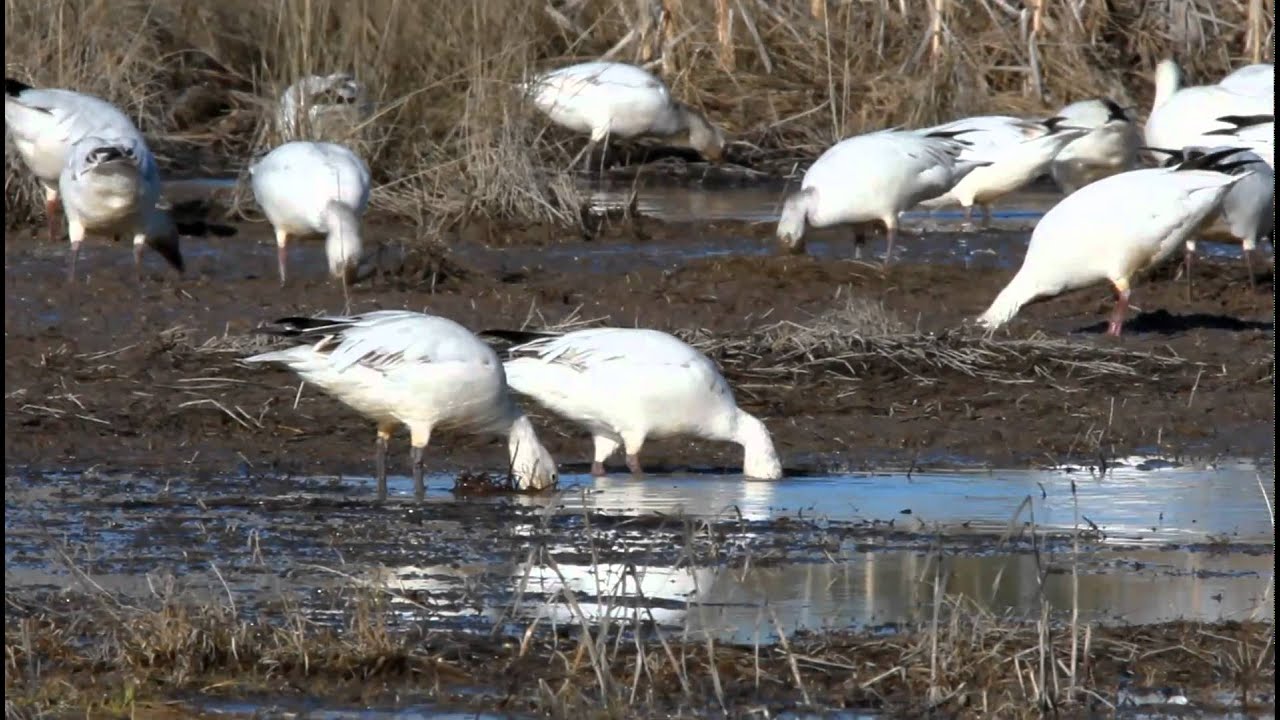 Snow Geese Eating - YouTube