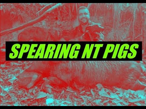 Spearing Pigs in the NT | Hunting pigs in the NT | PUNT Ep.7 - YouTube