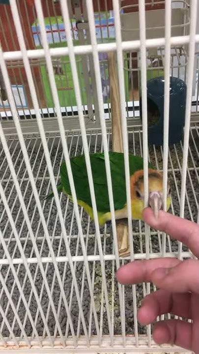 Birb biting me at Petco - YouTube