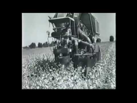 Zeynəb Xanlarova - Bizim Şaban
