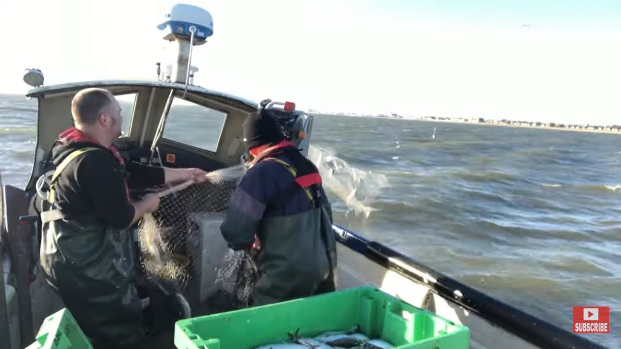 First trip this year netting for herring! Loads of whiting, a few ...