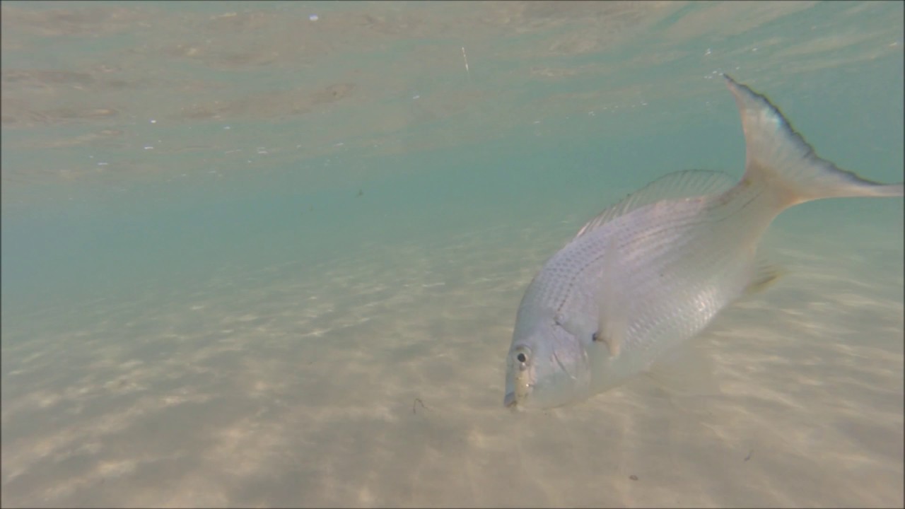 Fishing beach gutters with small lures - YouTube