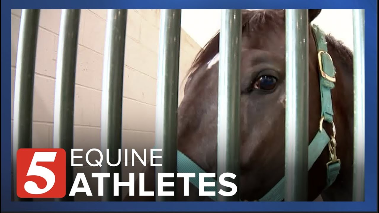 Helping pro athletes on four hooves is all in a day's work for these ...