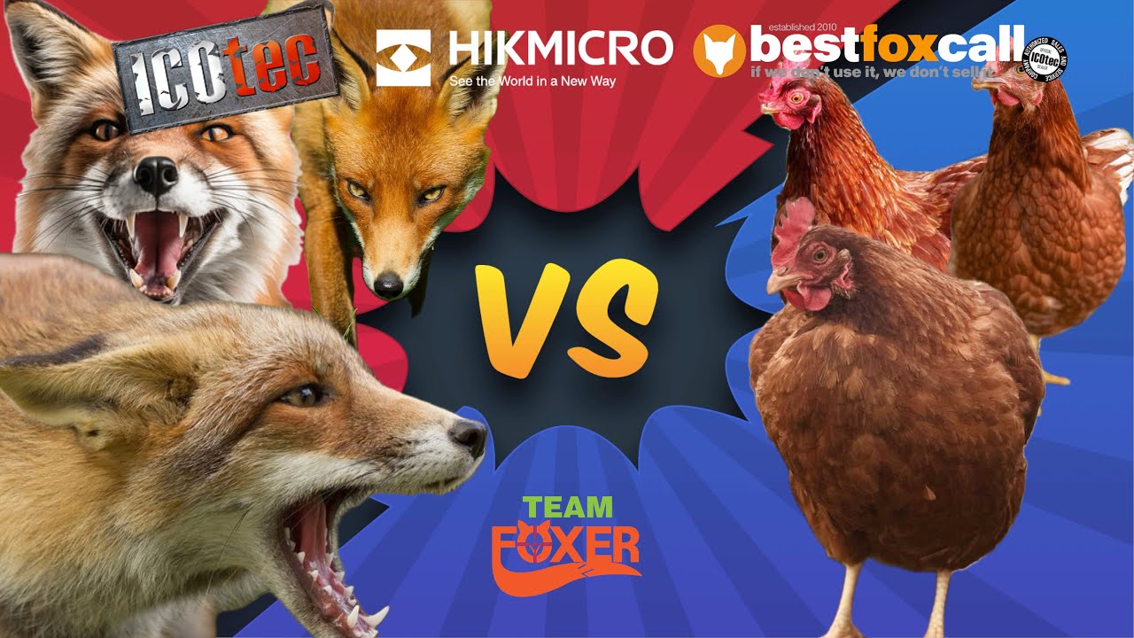 Chicken Farm Fox Control With The New HIKMICRO Stellar 2 0 - YouTube