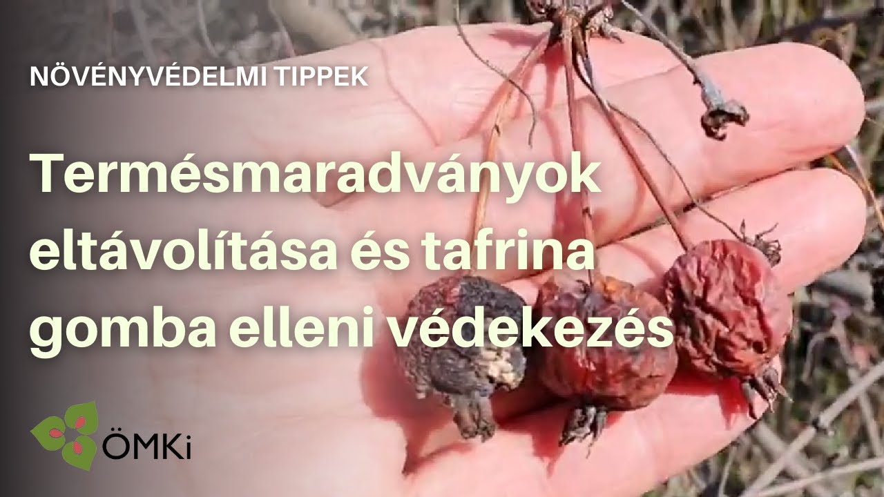 Termésmaradványok eltávolítása és tafrina gomba elleni védekezés - YouTube