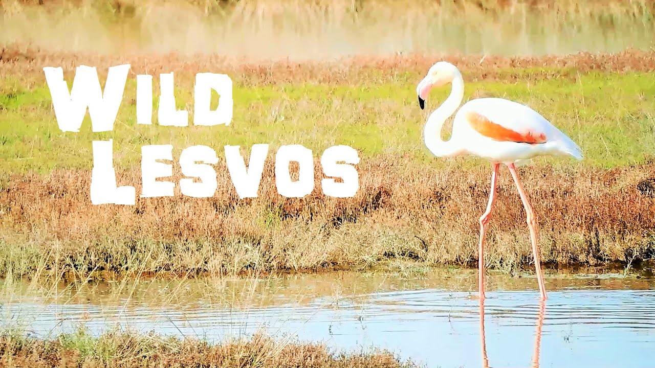 Flamingos Walking Around Wetlands | Gulf of Kalloni | Lesvos | Greece ...
