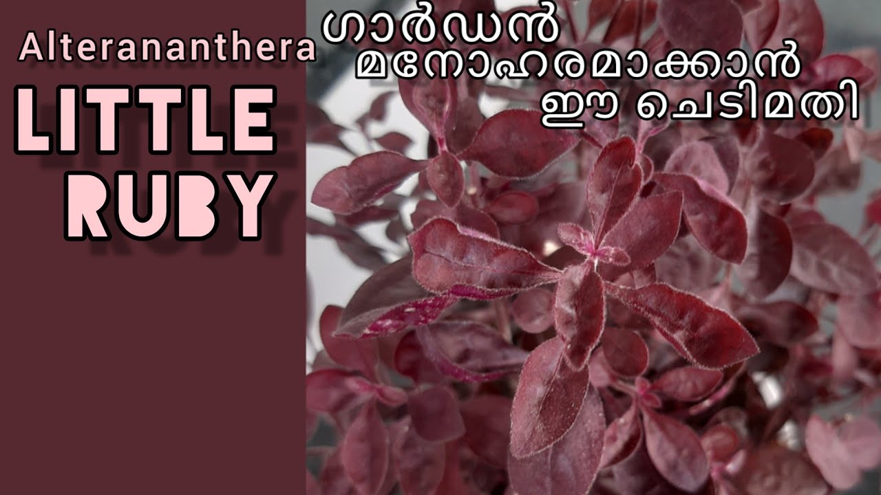 Alterananthera Little Ruby || best ground cover || care || propagation ...