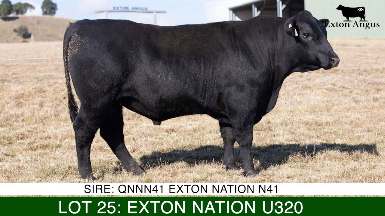 LOT 25 - EXTON ANGUS 2024 - YouTube