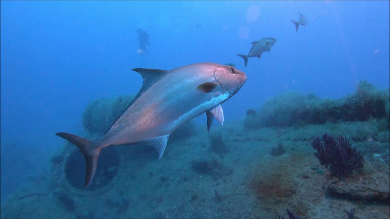 Diving the U-352 German Submarine - Aug. 2019 - YouTube