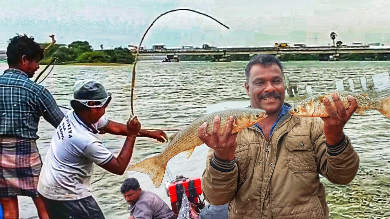 ஆற்றில் அற்புதமாக பிடித்த மடவா மீன்கள் madava fishing and catching# ...