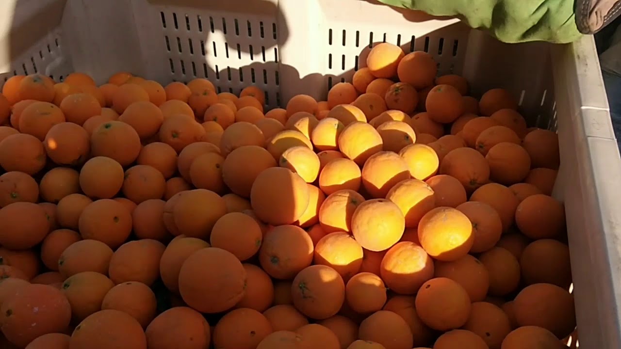Pisca de naranja en los campos de California si se gana el pan de cada ...