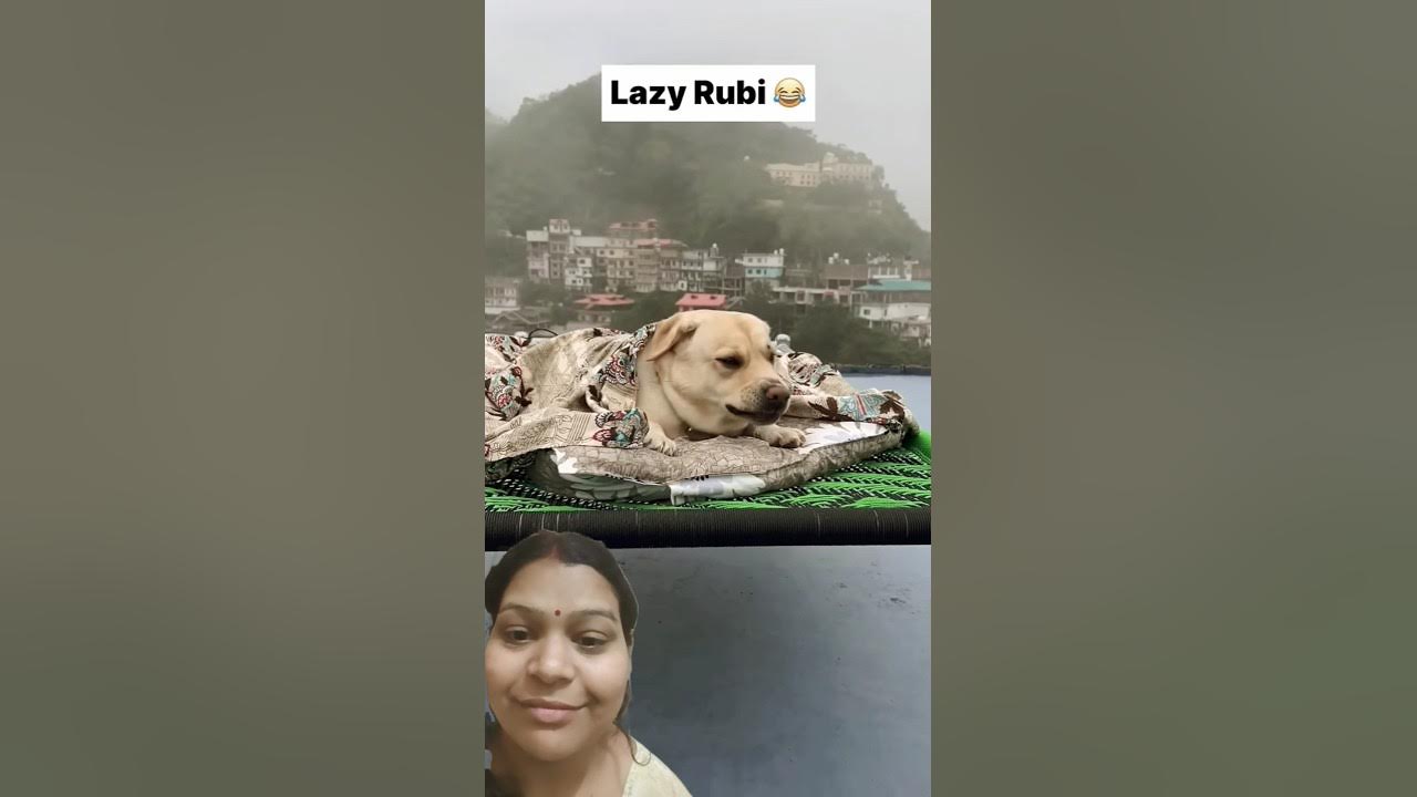 Lazy Ruby 😂 || #shorts ||labra rubi || #trending #doglover #funny #cute #labradormusic #labrador ...