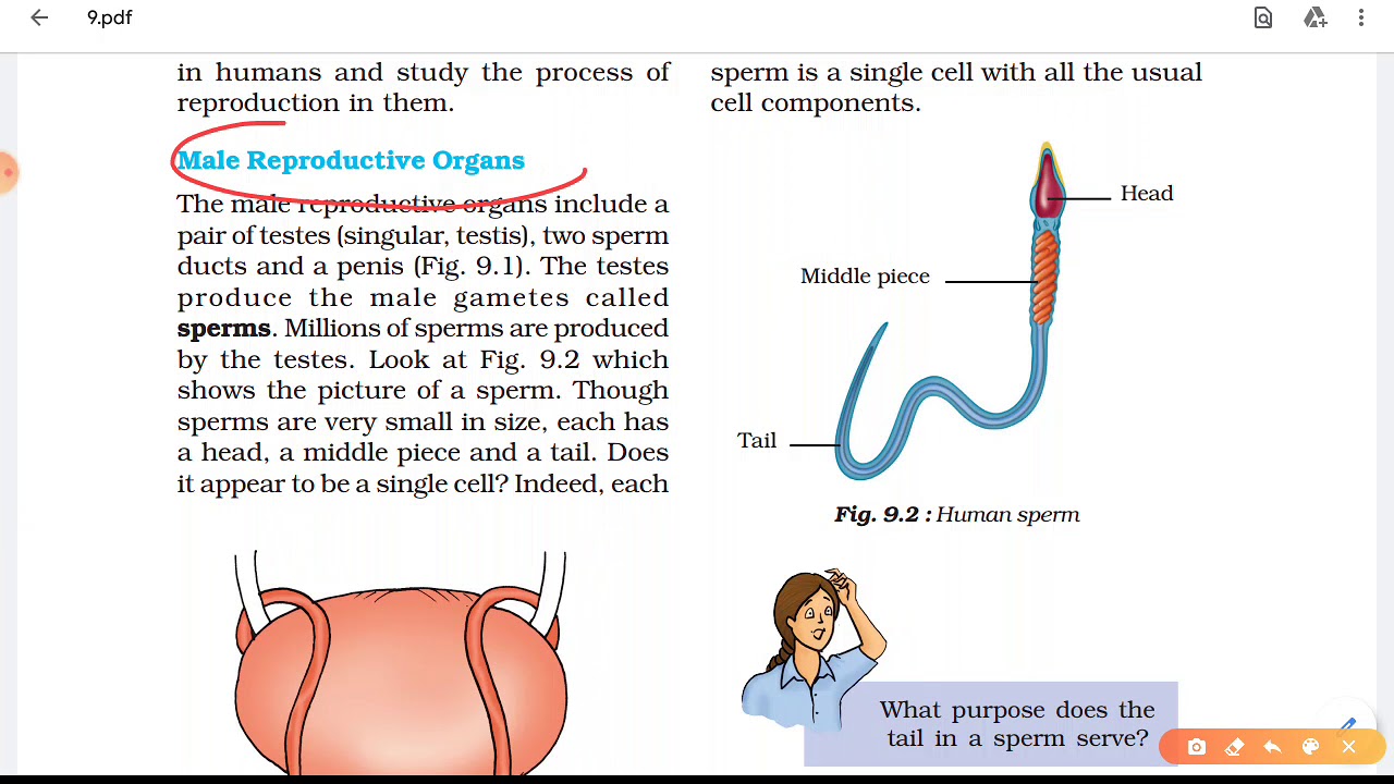 NCERT Class8 Human Reproduction YouTube