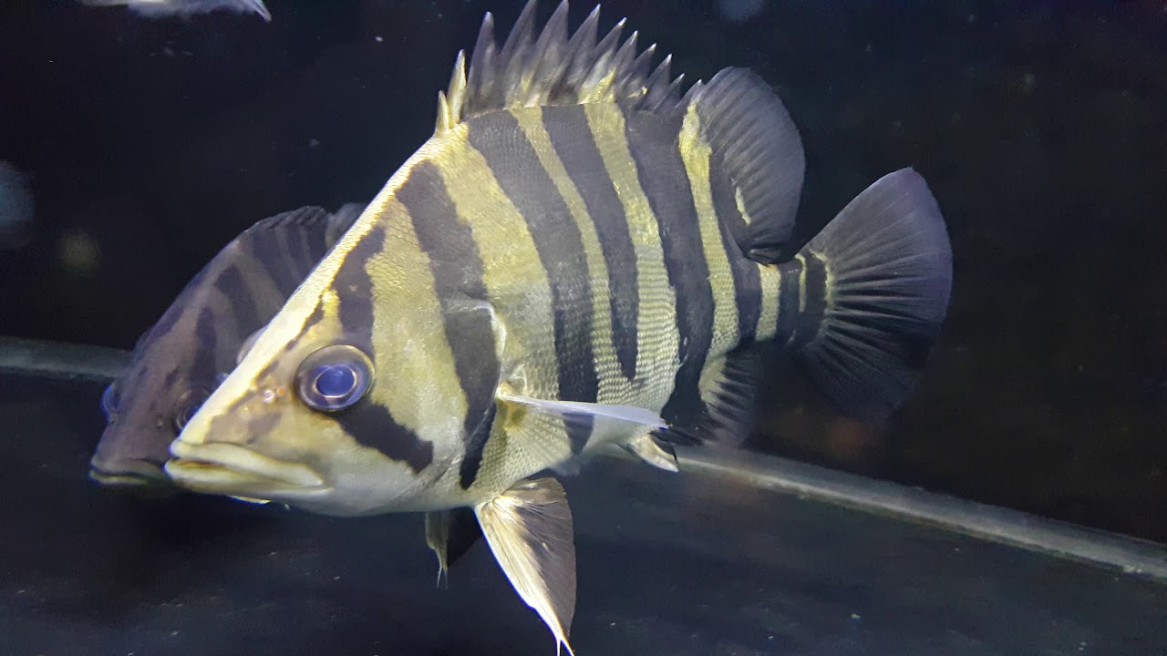 DATZ SUMATRA 30CM - YouTube