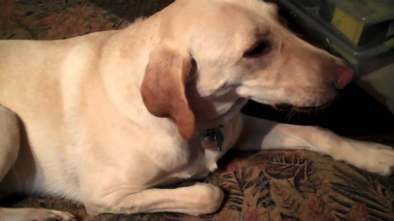 Gnarly dog eating apples - YouTube
