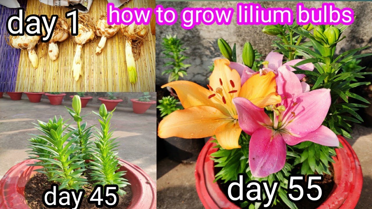 Beat way to grow lilium / Asiatic lilies bulb - YouTube