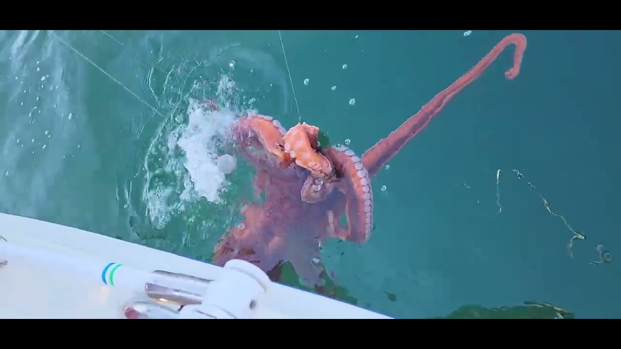 Dec 7 2022 octopus - YouTube