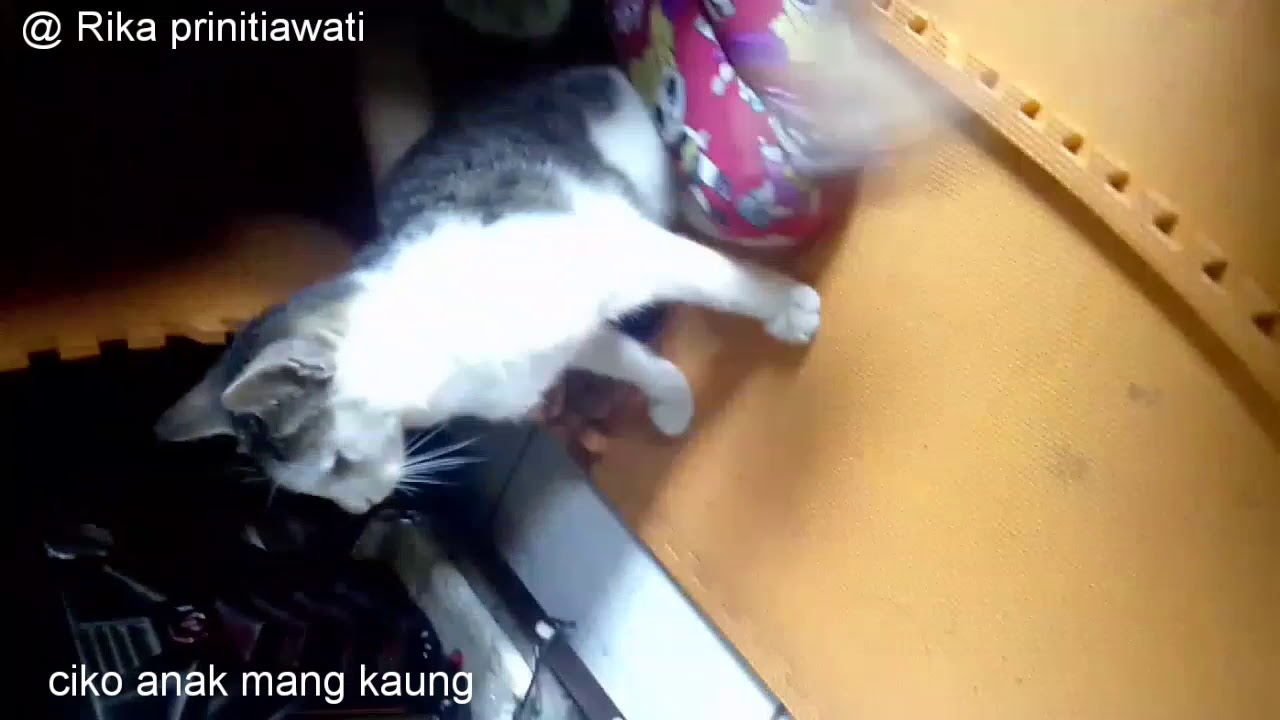 Kucing lucu ciko anak emang karung - YouTube