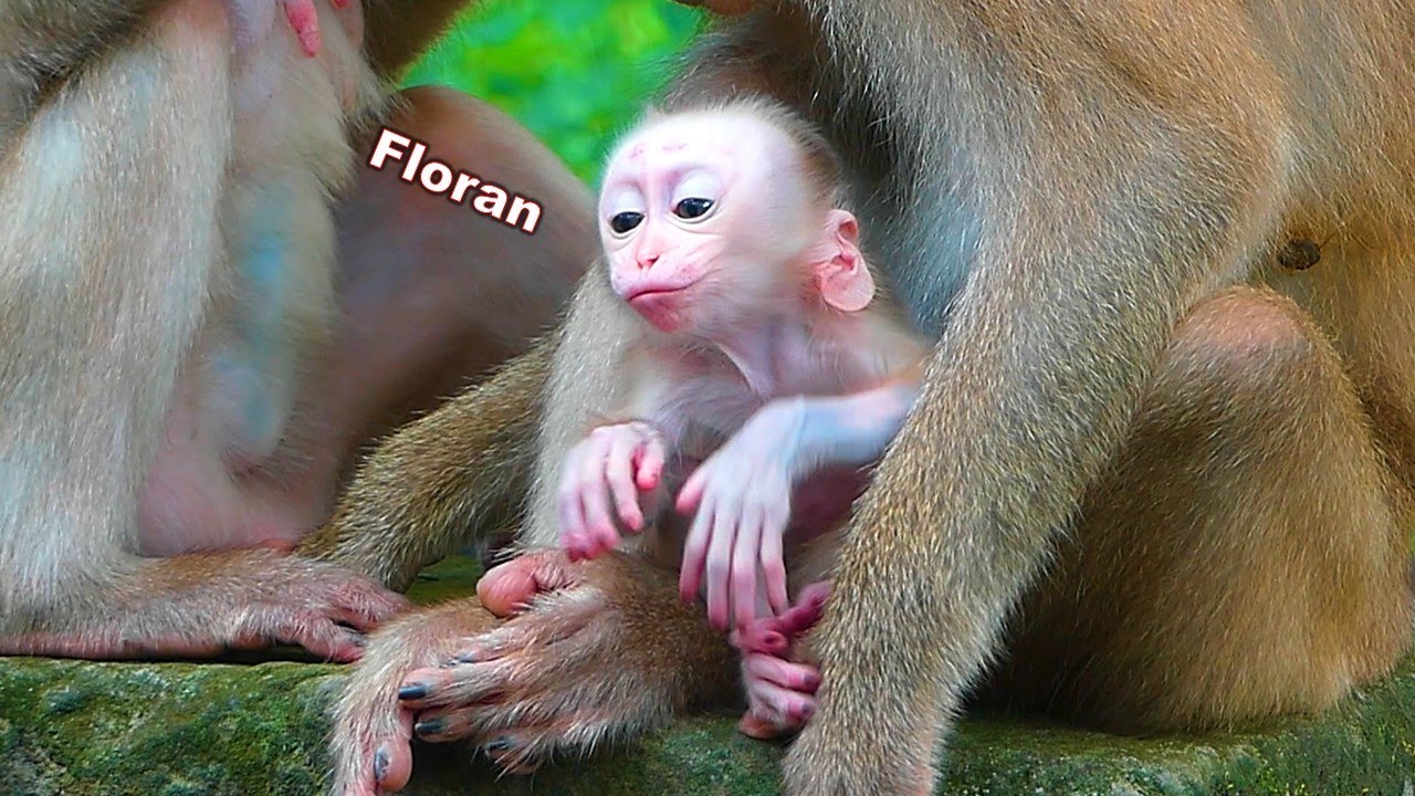 This is the real life of all the monkeys living here please watch with ...
